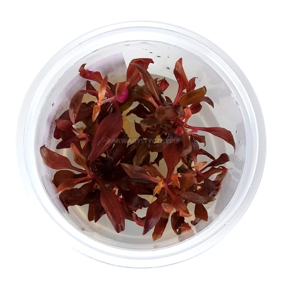 Alternanthera Red Ruby in vitro kubek S (7cm) Sklep Akwarystyczny.EU